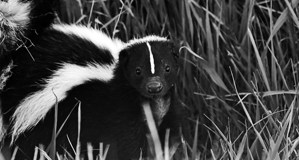 Daylight, skunk – Red Cedar Wright