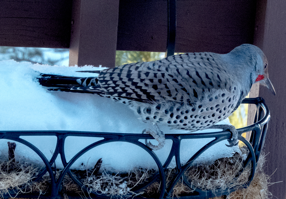 Snow – Red Cedar Wright